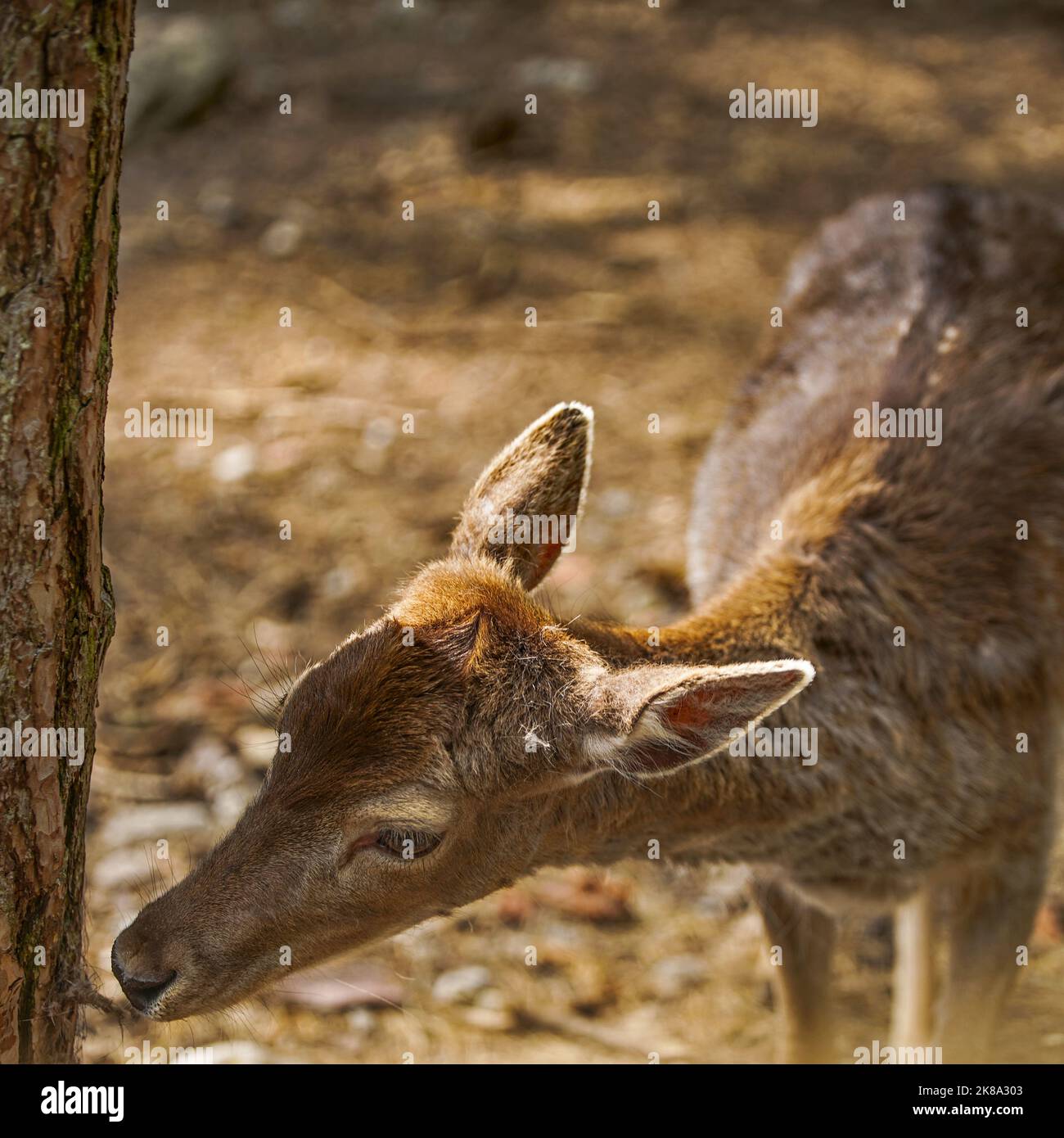Reh wald hi-res stock photography and images - Alamy