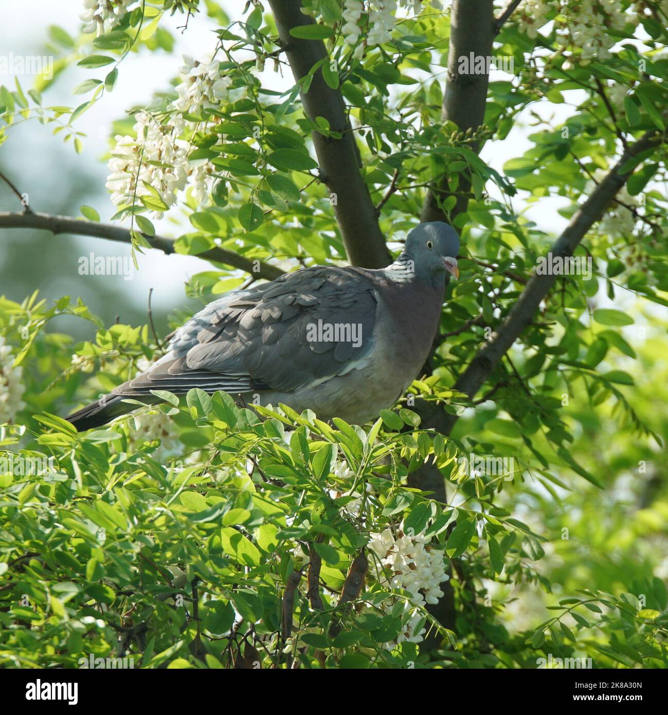 Robinie baum hi-res stock photography and images - Alamy