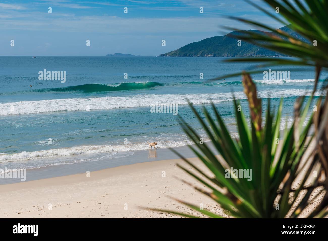 Holiday beach and blue ocean with surfing waves in Brazil. Morro das ...