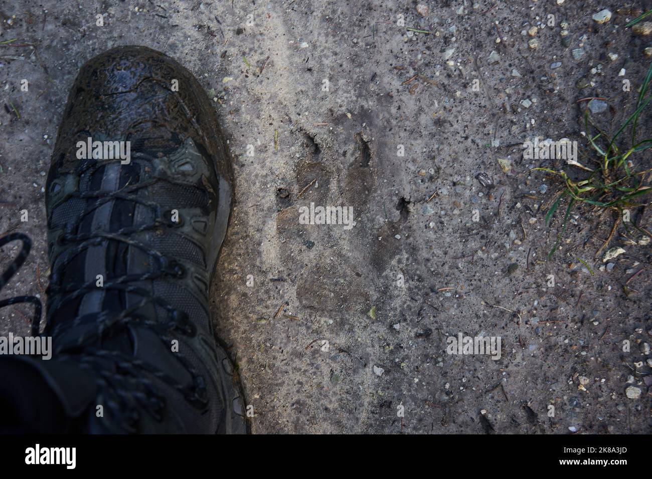 Wolf trace hi-res stock photography and images - Alamy