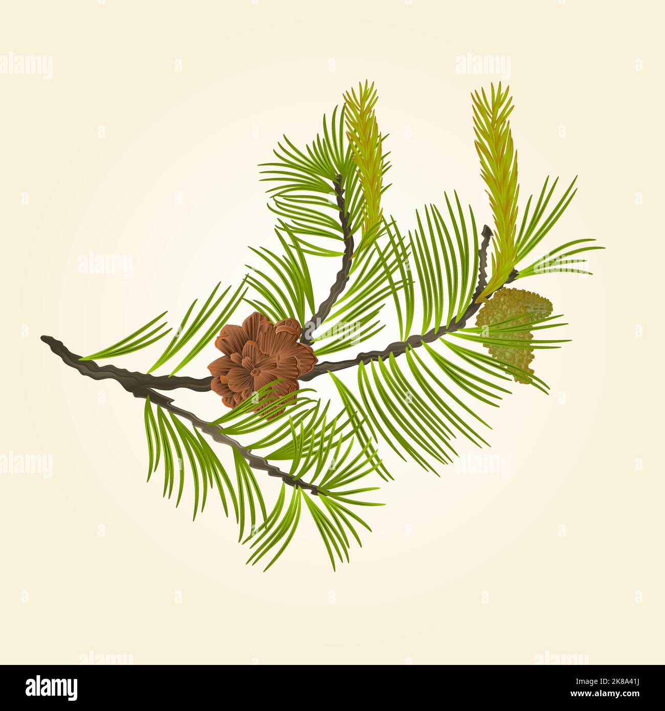 Blooming pine tree and pine cones branch natural background vector ...