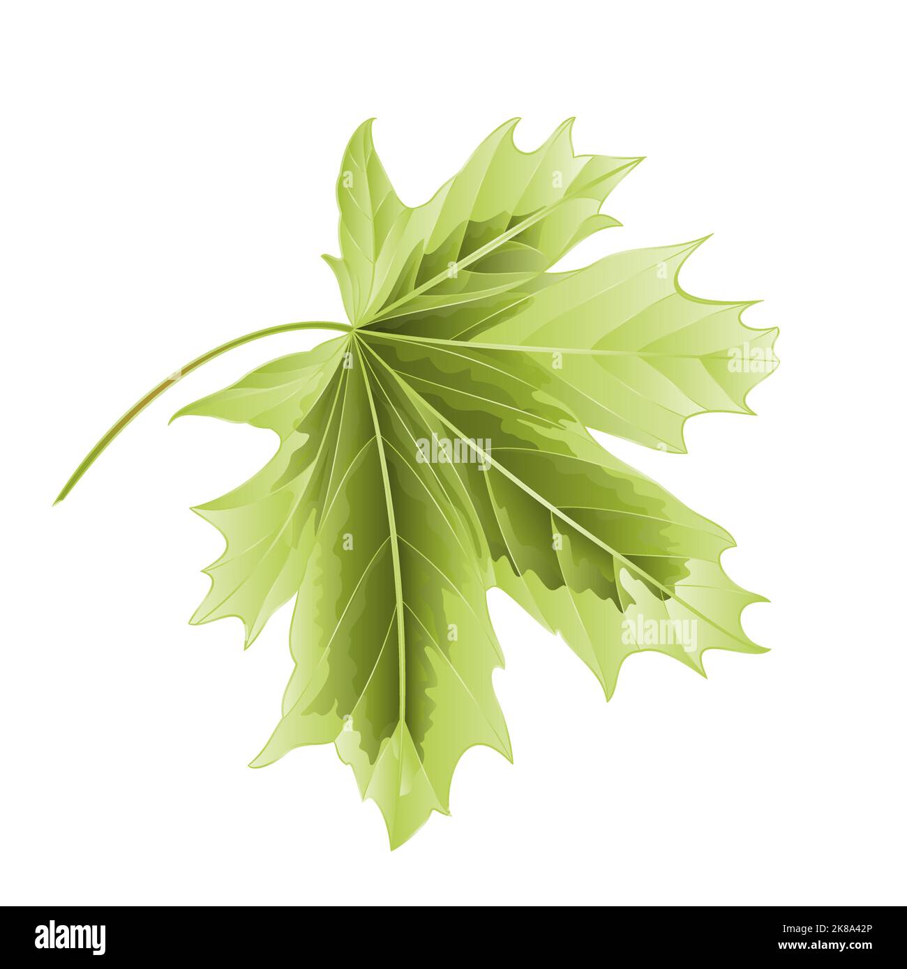 Leaf Maple on a white background vector illustration Stock Vector Image ...