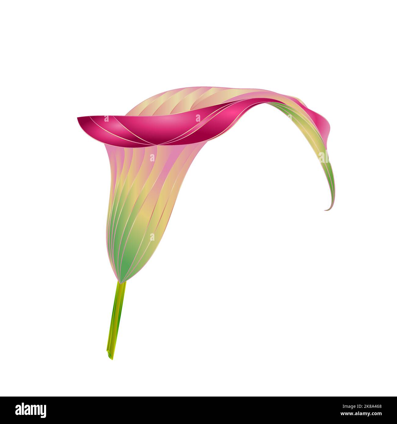 Calla Lily Vector