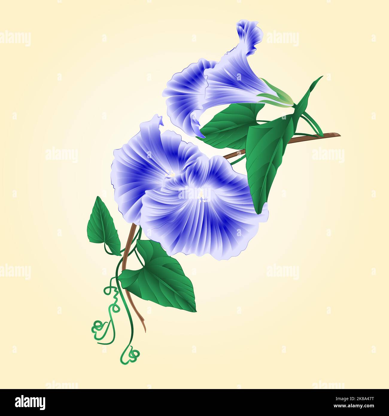 Flower Morning glory blue vintage vector illustration Stock Vector ...