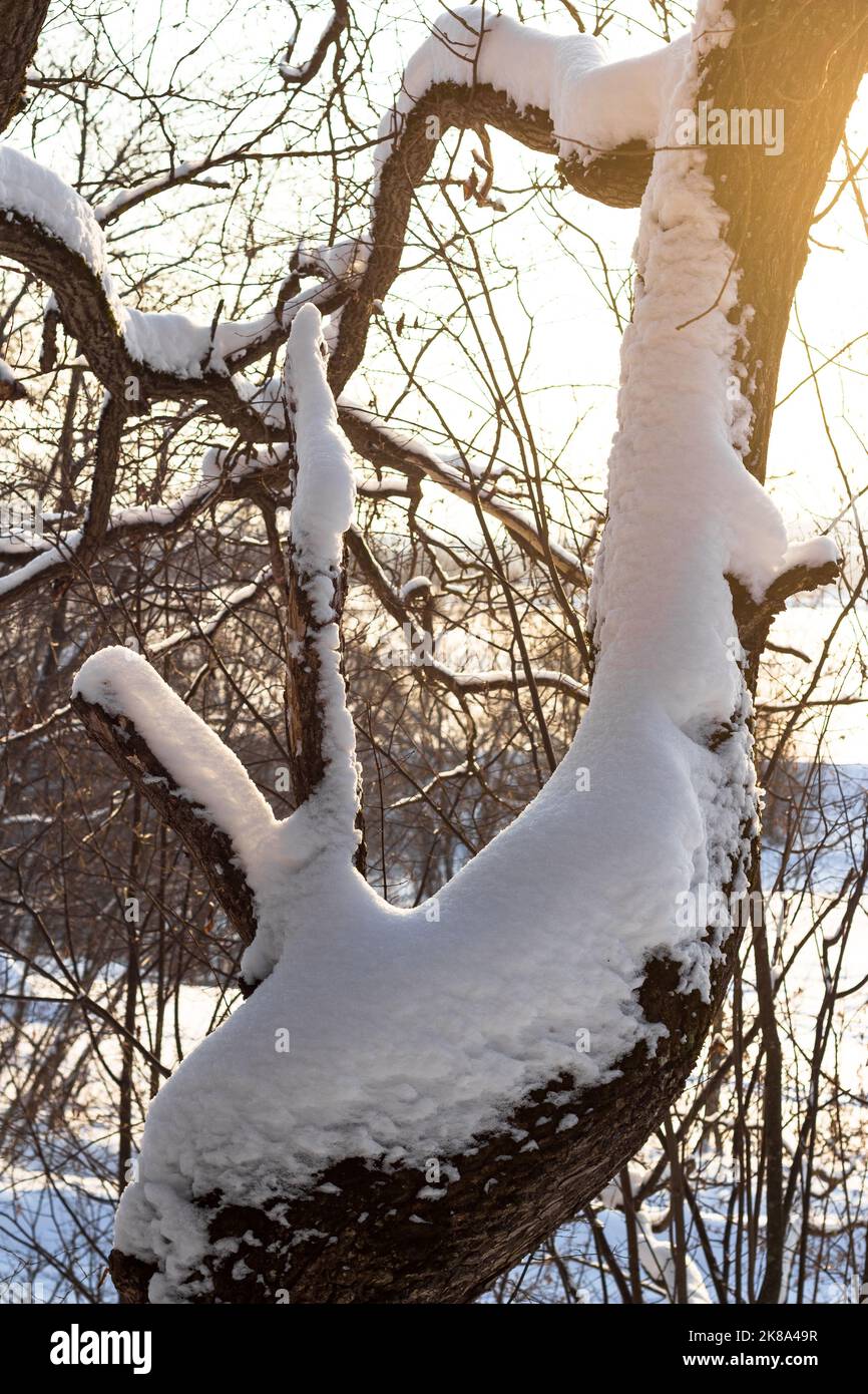Tree trunk covered with a layer of white snow in winter, vertical ...