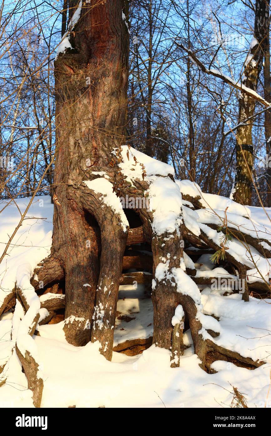 Tree root wrapped hi-res stock photography and images - Alamy