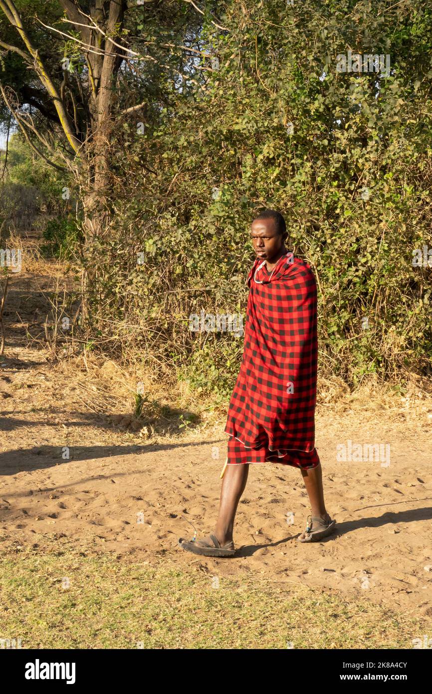 Tarangire, Tanzania - October 12th, 2022: A masai tribesman in ...