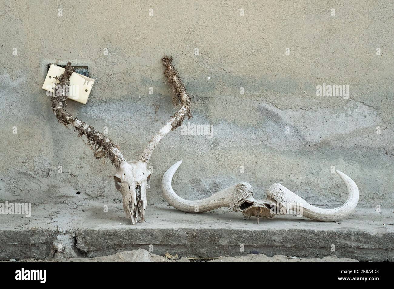 An impala scull and buffalo horns decorating a house wall in Tanzania ...