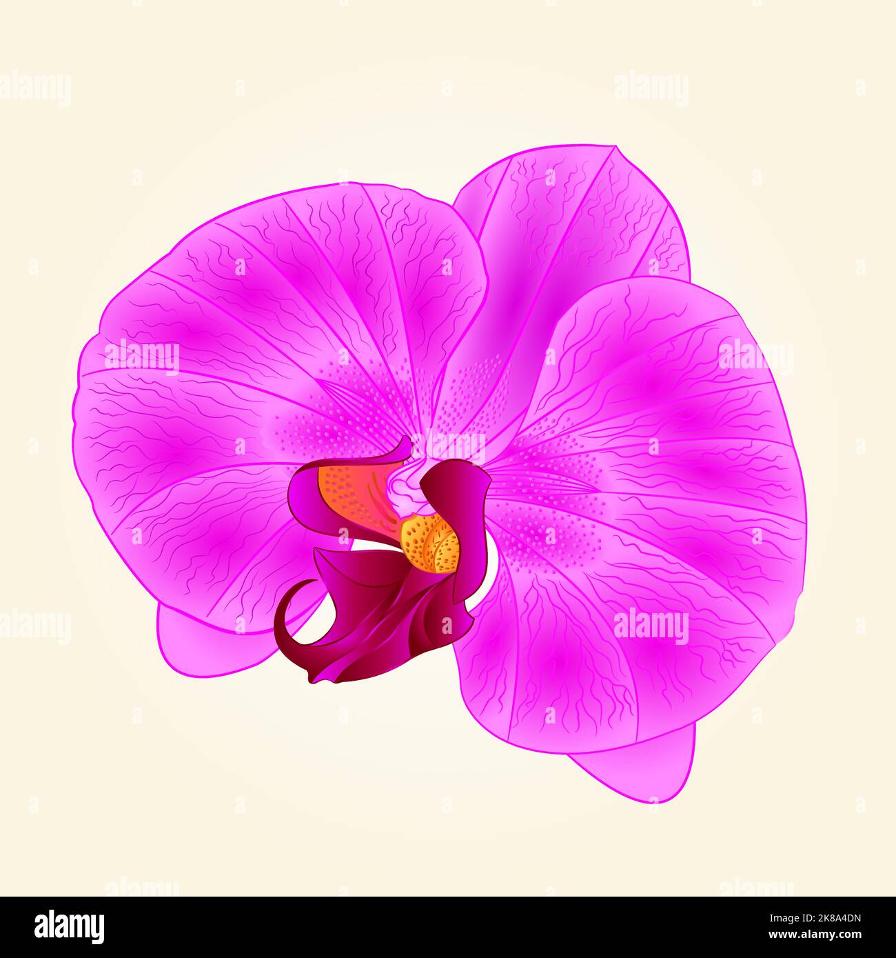 Purple Orchid beautiful flower closeup isolated vintage hand draw ...