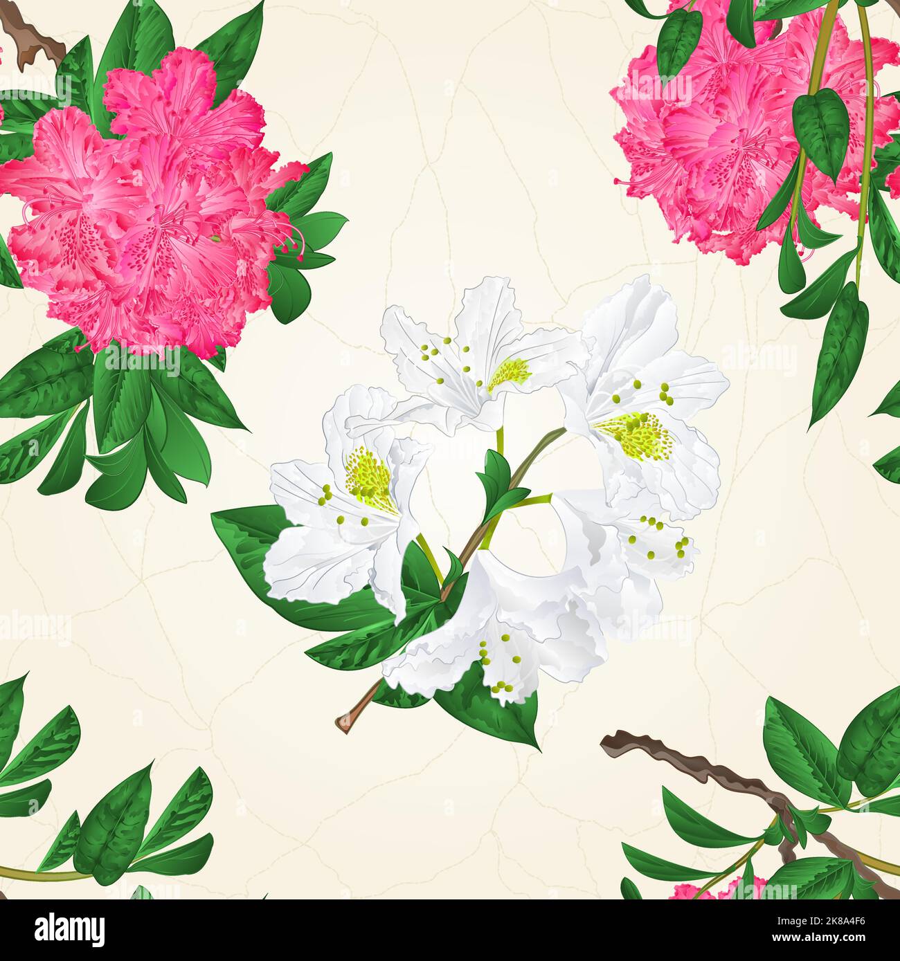 Pink and white rhododendrons Stock Vector Images - Alamy