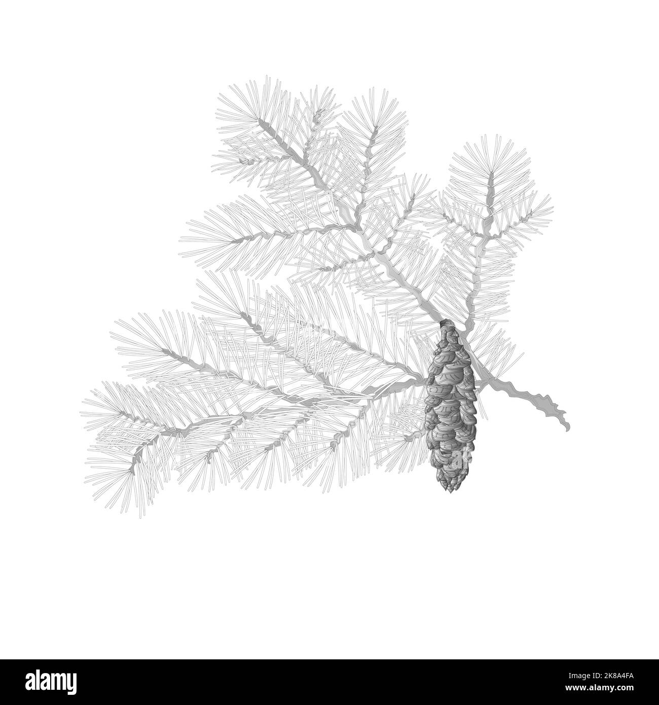 Spruce branch lush conifer isolated as vintage engraving vector ...