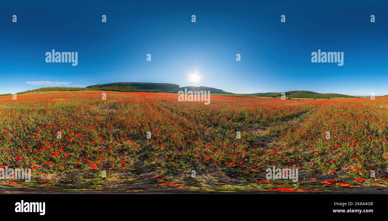 Large Field with red poppies and green grass at sunset. Seamless 360 ...