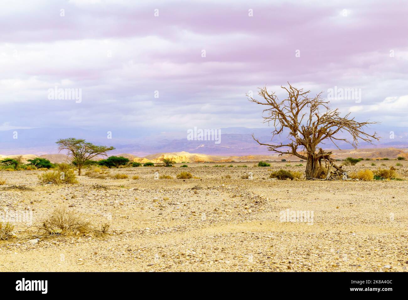 Winter view of desert landscape, and dry acacia trees. The northern ...