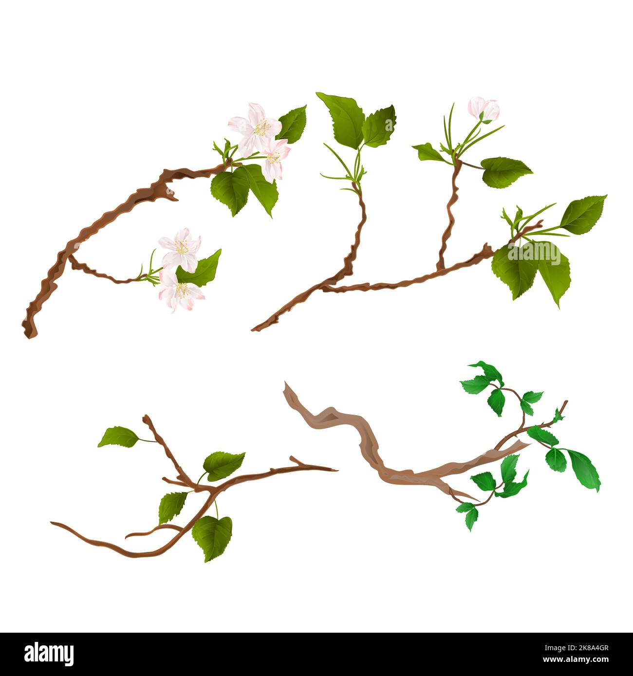 Branch various Sprigs twig apple tree and bush vintage hand draw vector illustration Stock ...