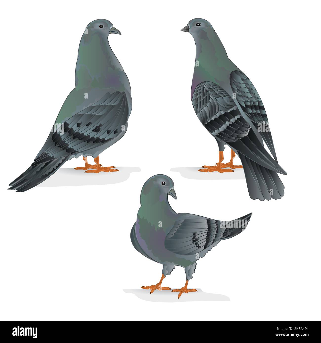 Carriers pigeons domestic breeds sports birds vintage hand draw set one ...