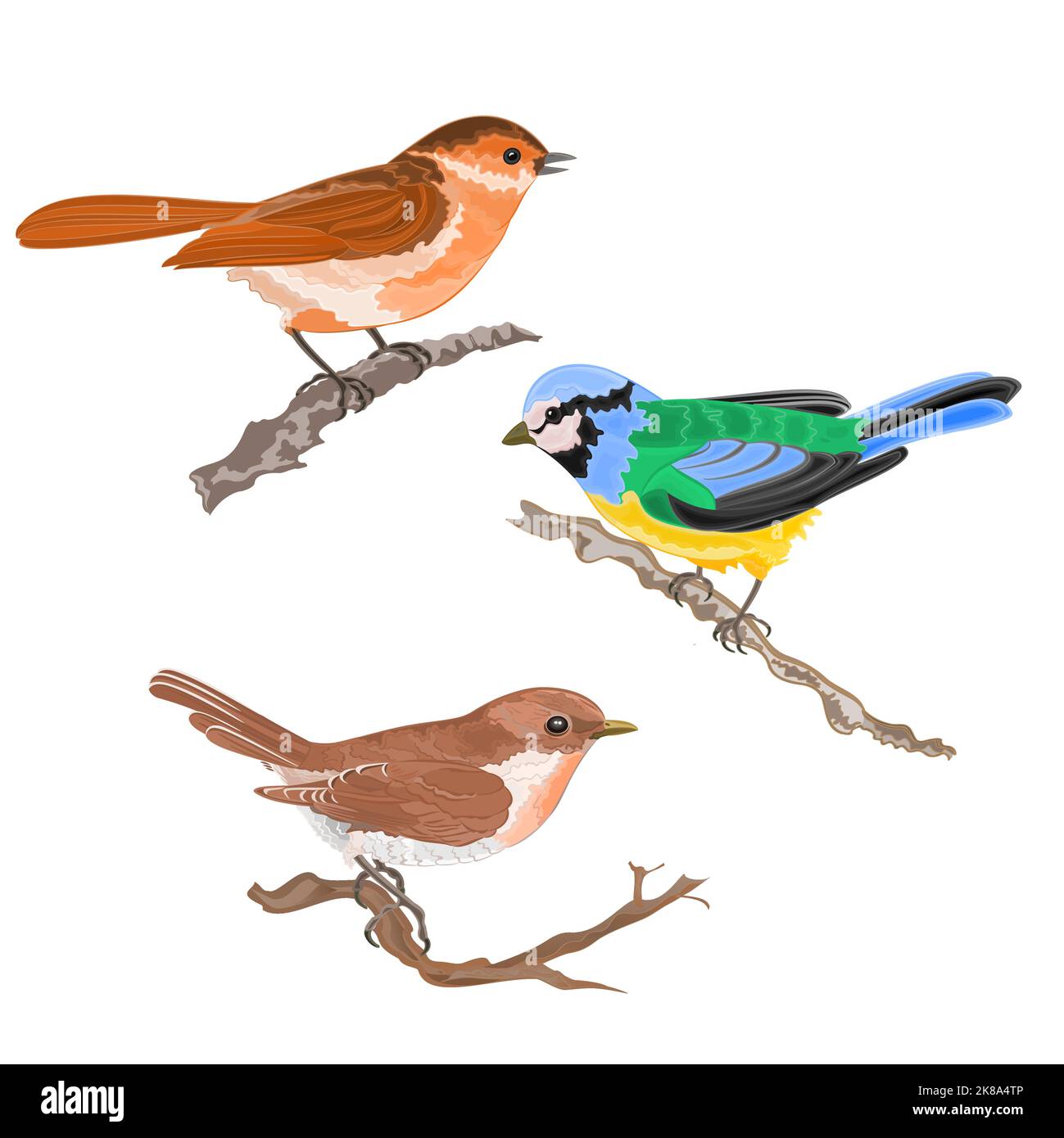 Singing birds on branches warbler titmouse sparrow vintage hand draw ...
