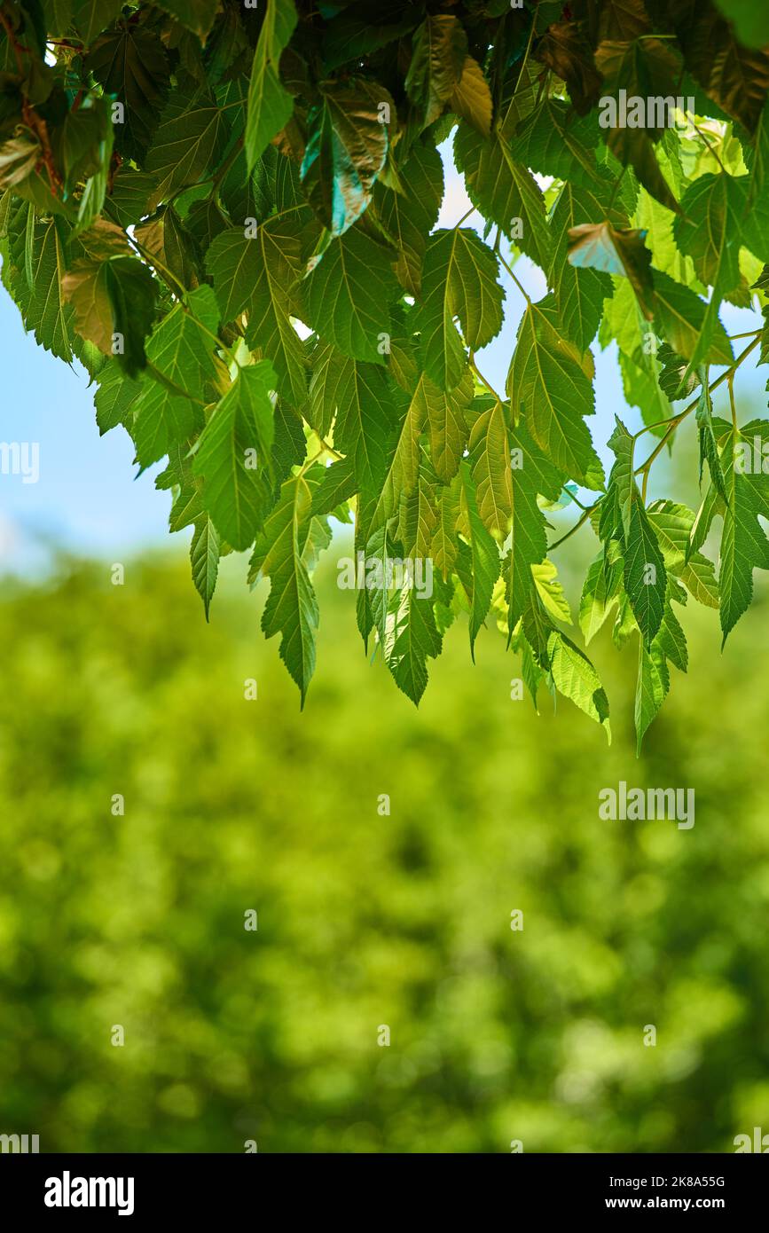 Countryside, farmland and forest - close to Lyon, France. A series of ...