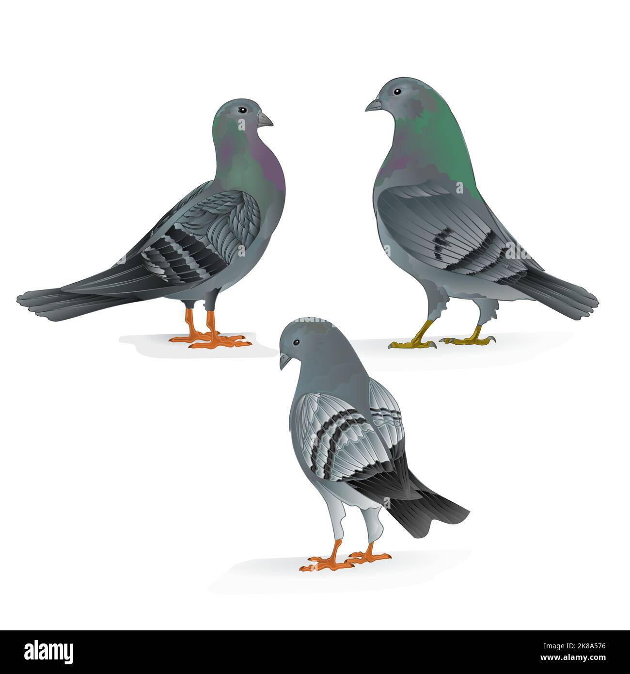 Carriers pigeons domestic breeds sports birds vintage set Three vector ...