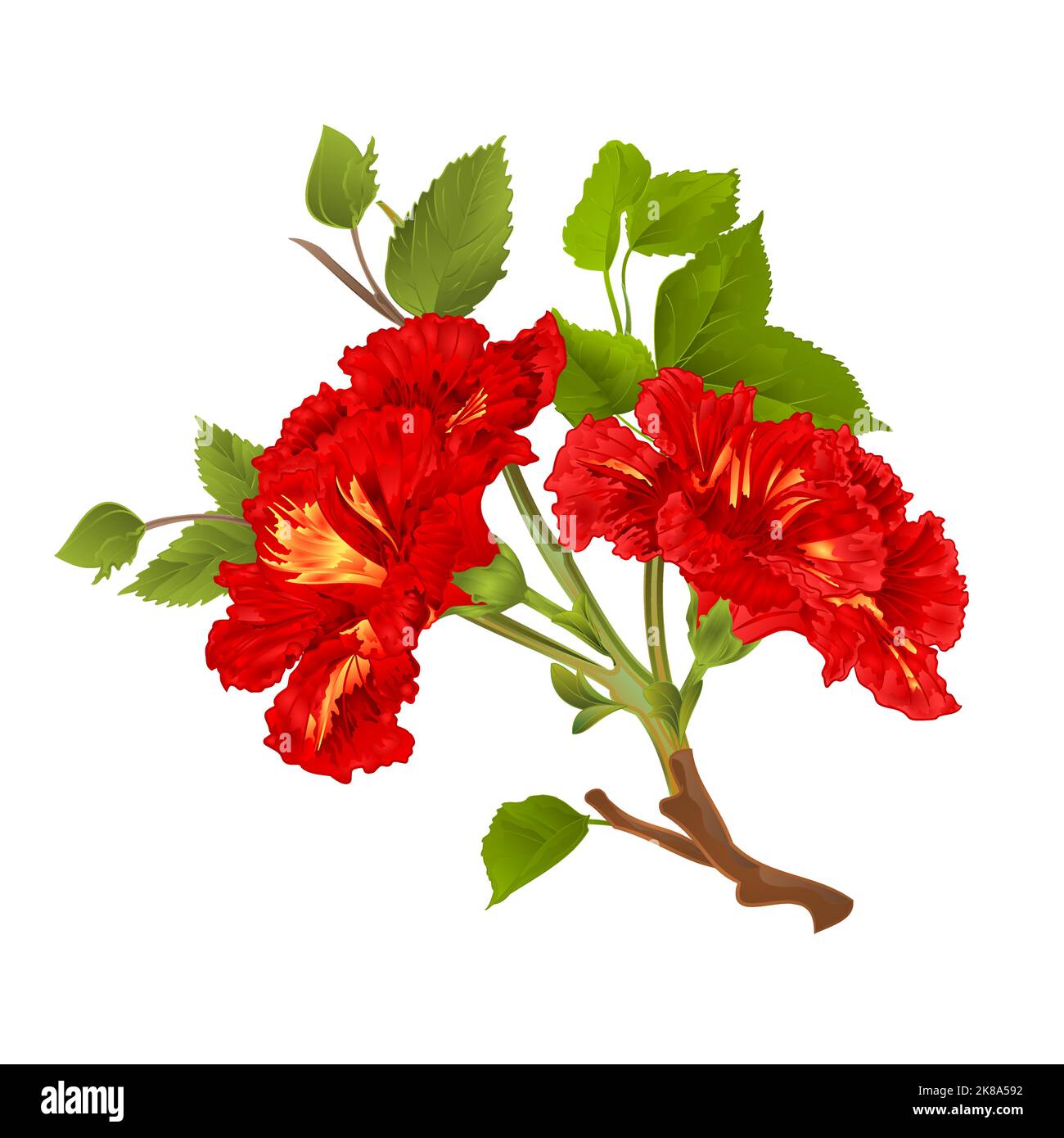 Branch red hibiscus tropical flowers on a white background vintage ...