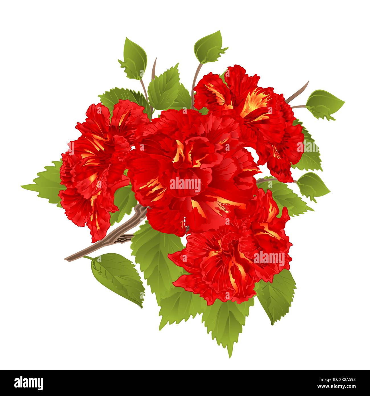 Branch red hibiscus tropical flowers on a white background vintage ...