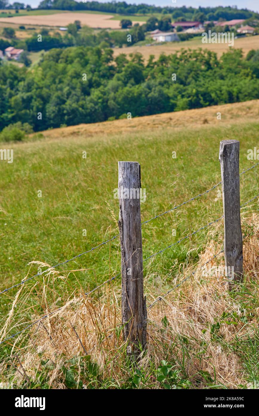 Lyon the forest hi-res stock photography and images - Alamy
