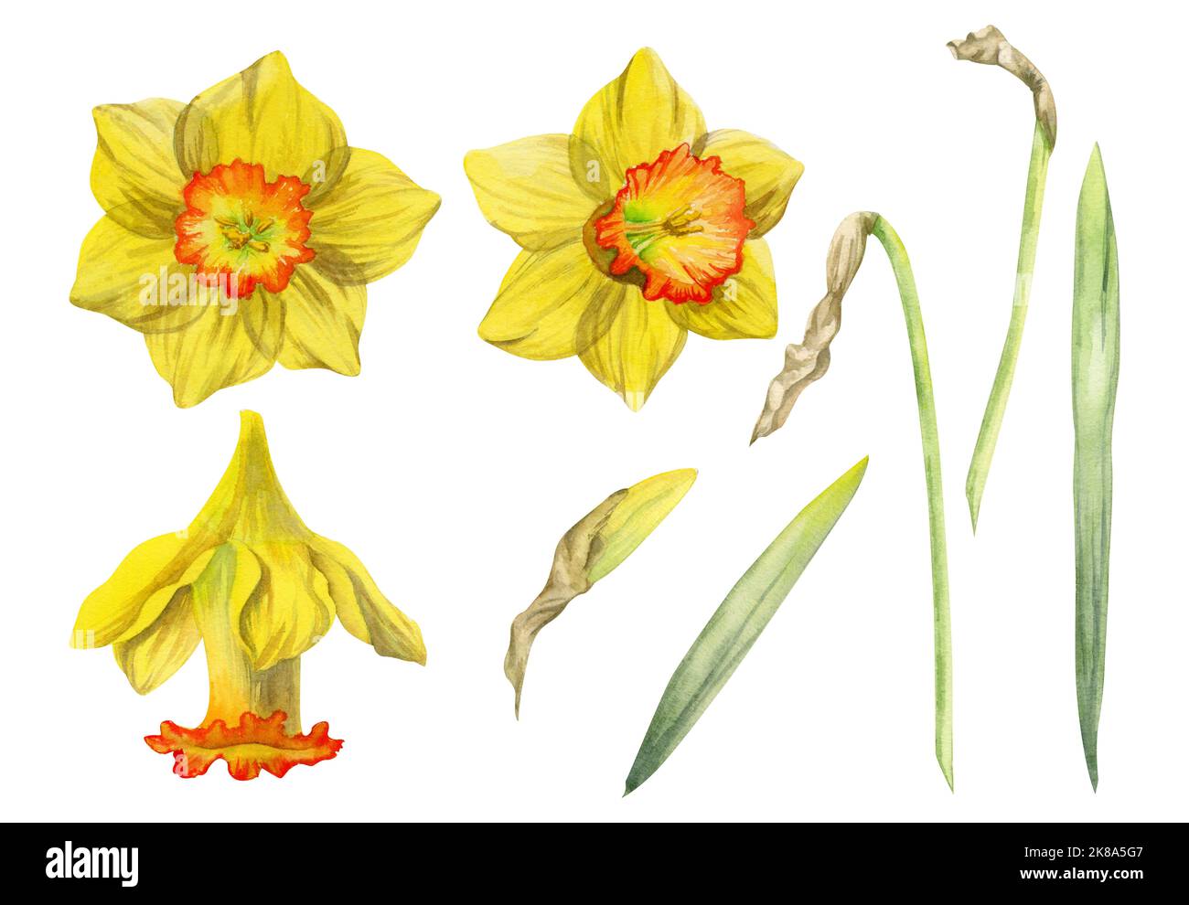 Watercolor hand drawn set of objects with spring daffodil flowers, buds ...