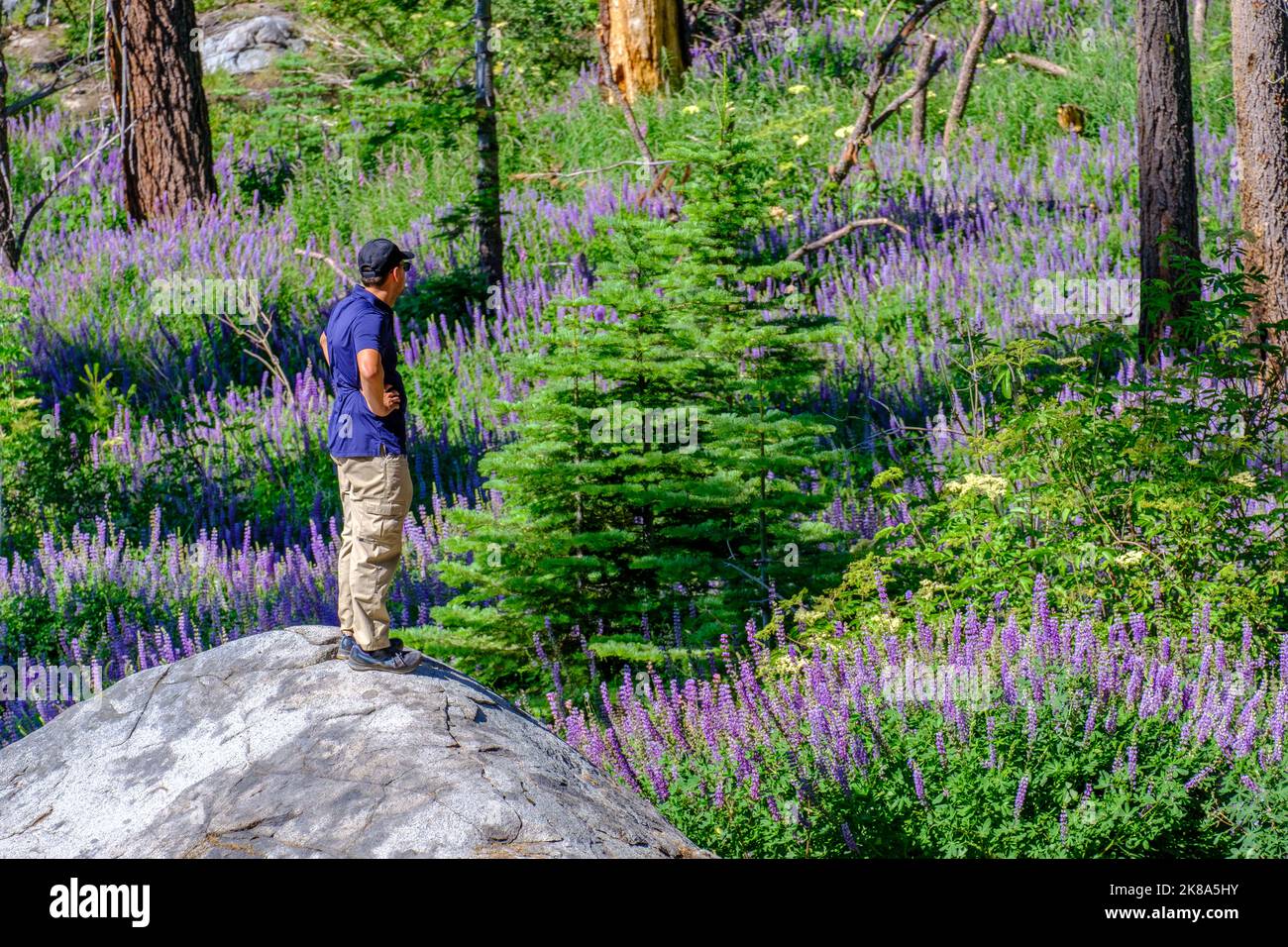 Man stands on a boulder looking at large clusters of Sierra lupine ...