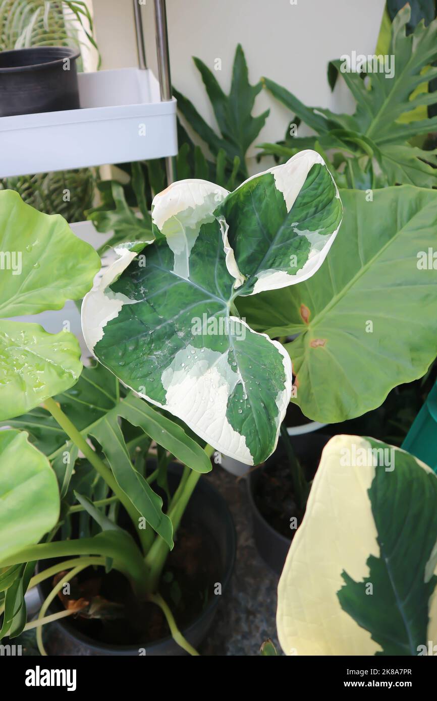 Variegated alocasia hi-res stock photography and images - Alamy