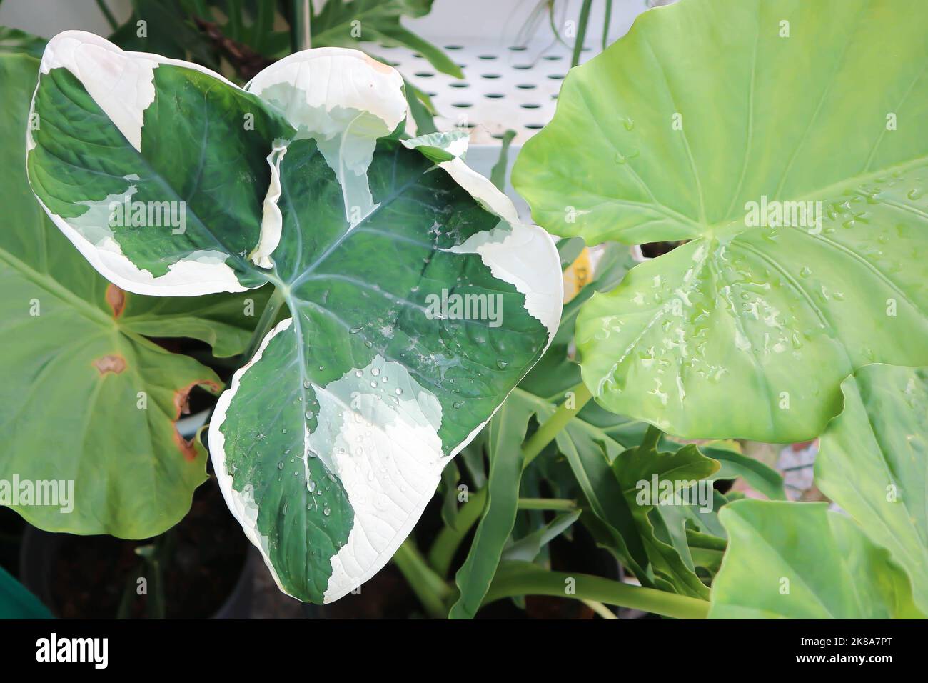 Albomarginata, Araceae or Schott or Xanthosoma sagittifolium or ...