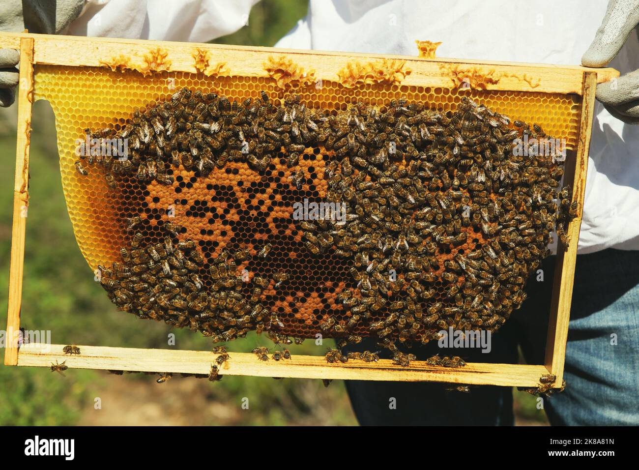 Propolis beehive frame hi-res stock photography and images - Alamy