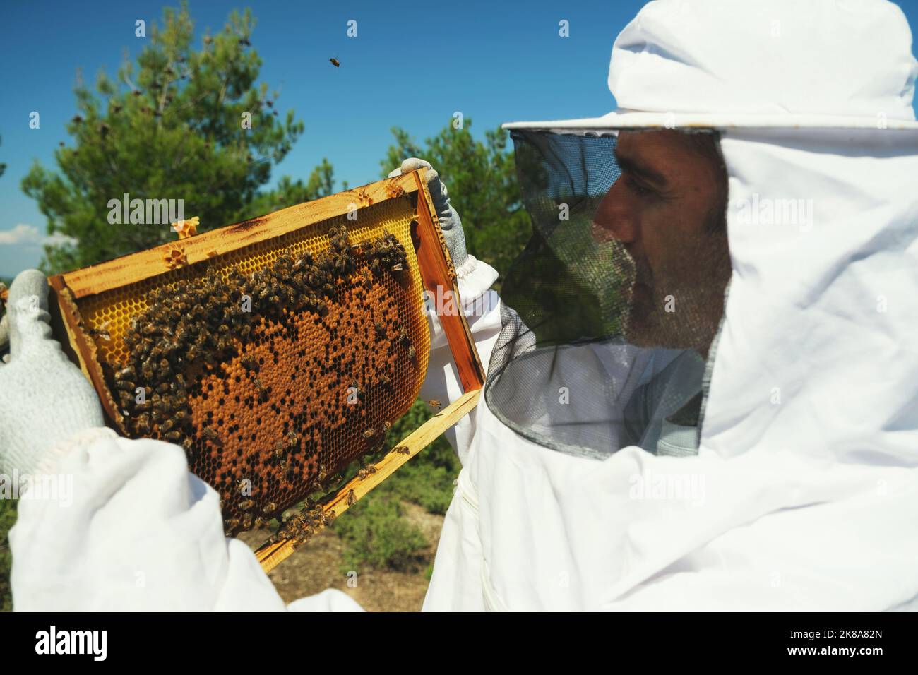 Beekeeper checking honeycomb frame and the bees Stock Photo - Alamy