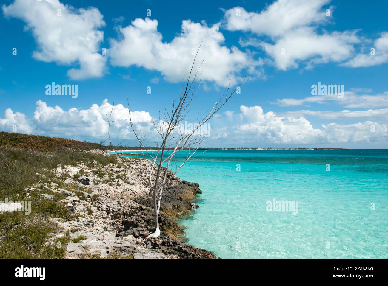 The scenic view of a rocky coastline with a dry tree on Half Moon Cay ...