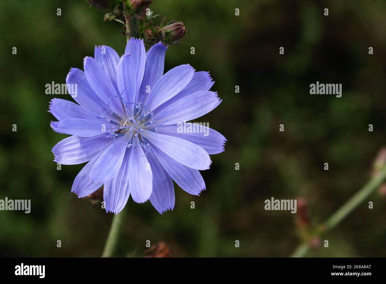 Light blue flower of common chicory (Cichorium intybus) close up Stock ...