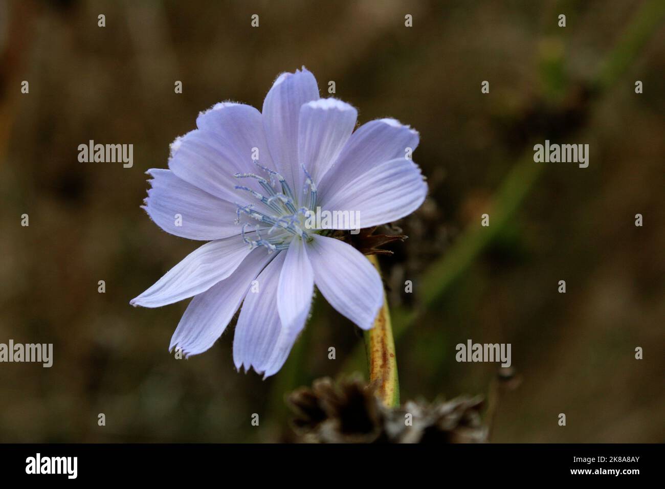 Light blue flower of common chicory (Cichorium intybus) close up Stock ...