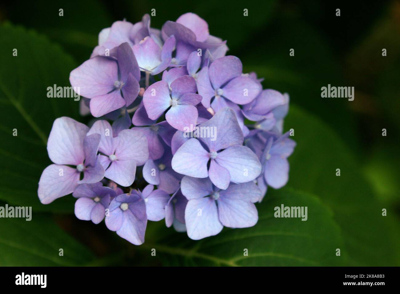 Violet bigleaf hydrangea or French hydrangea or penny mac or hortensia ...