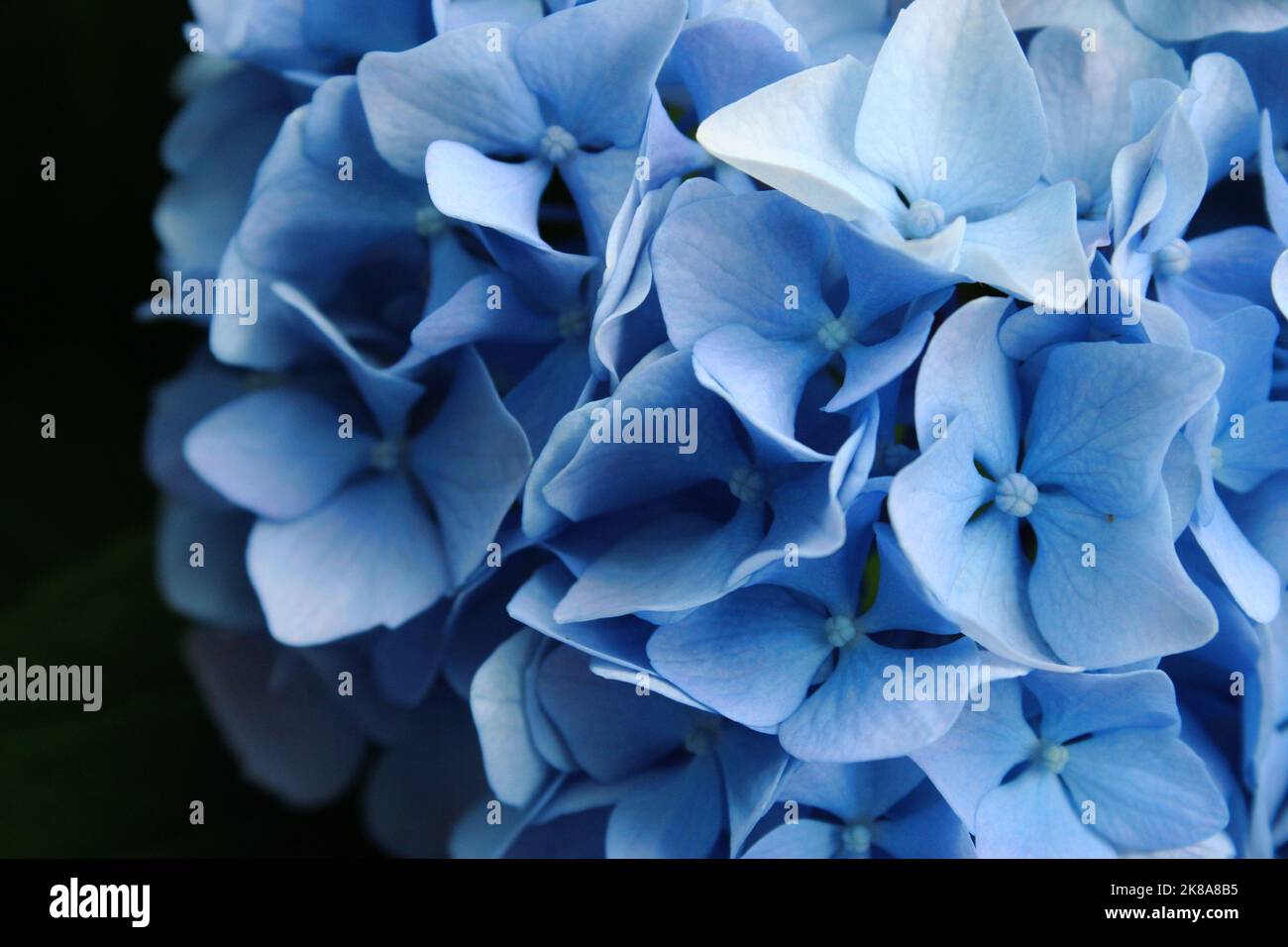 Blue bigleaf hydrangea or French hydrangea or penny mac or hortensia ...