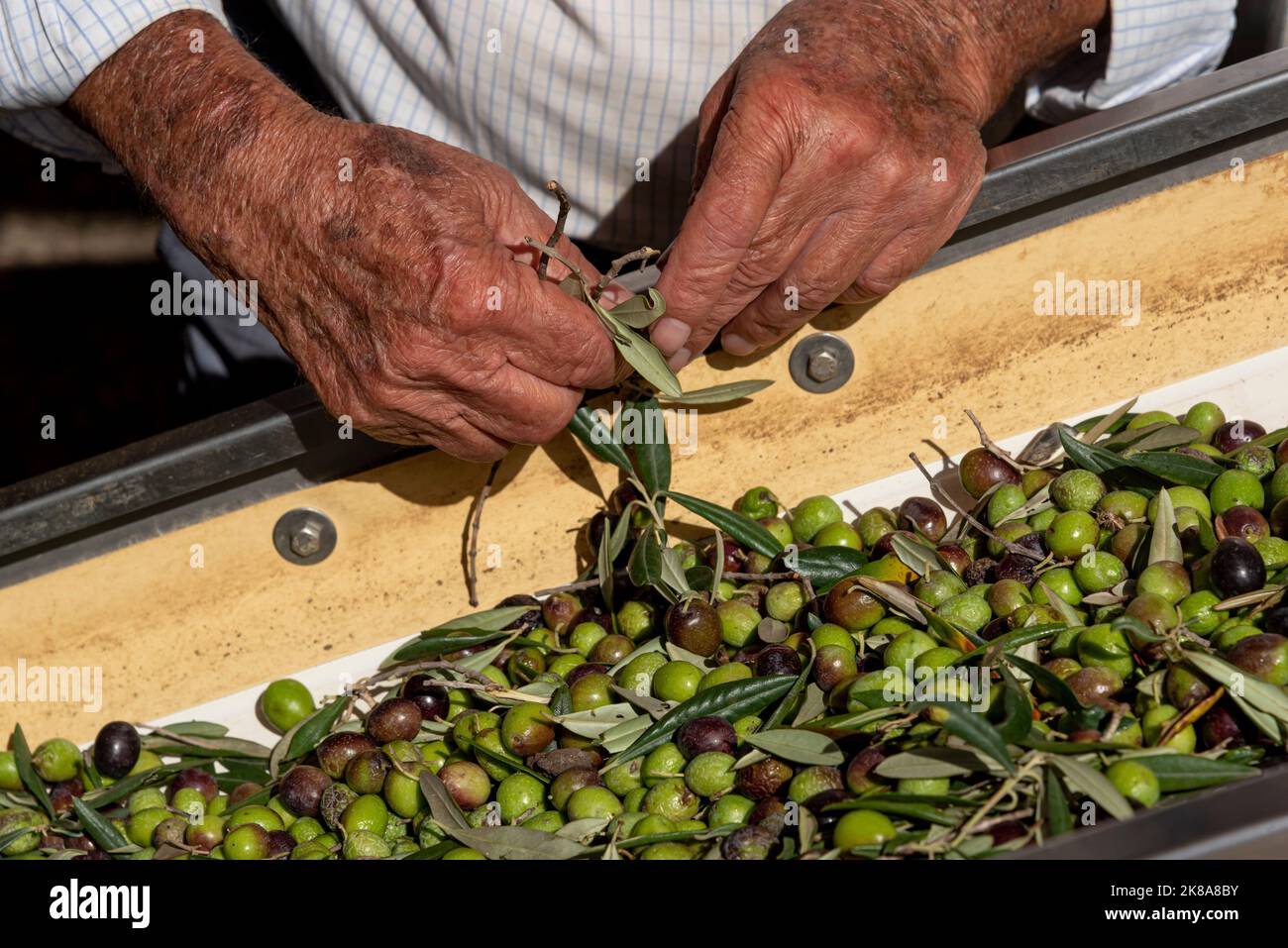 Mediterraneans Olives Hands Farmer Harvesting. Biological Oil Stock ...