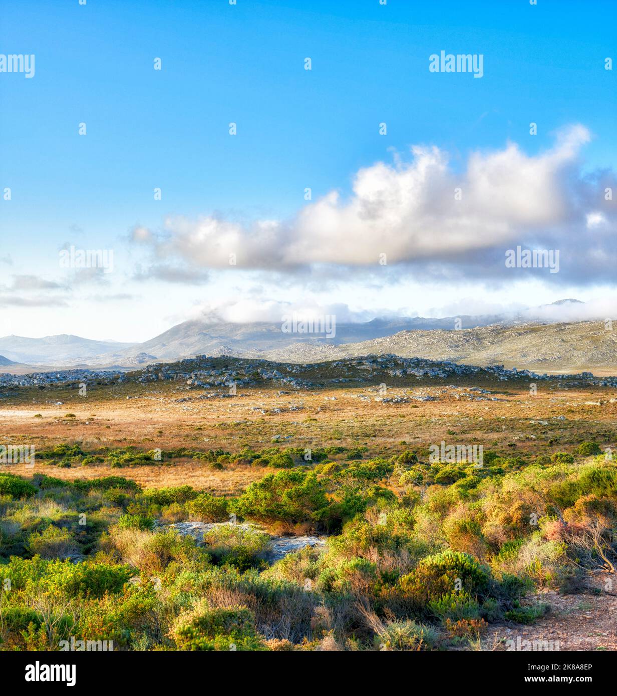 The wilderness of Cape Point National Park. The wilderness of Cape ...