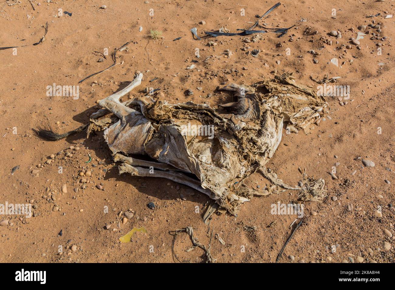 Dead donkey in the desert of Sudan Stock Photo - Alamy