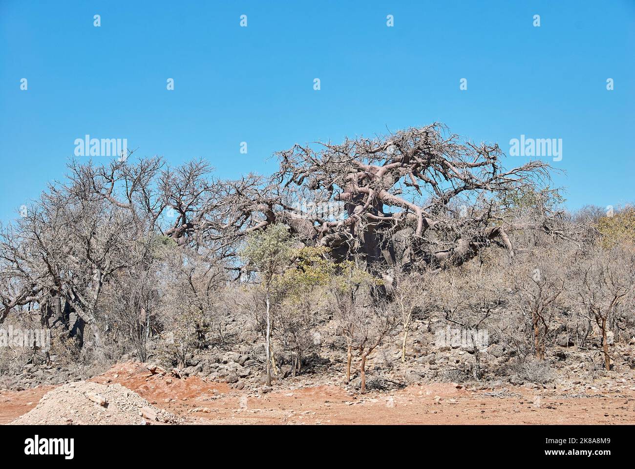 Old baobab tree hi-res stock photography and images - Alamy