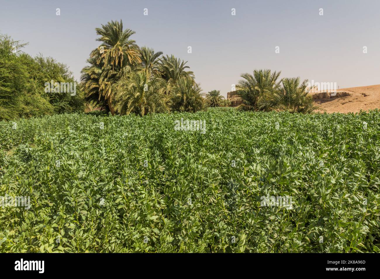 Field of beans in Abri, Sudan Stock Photo - Alamy