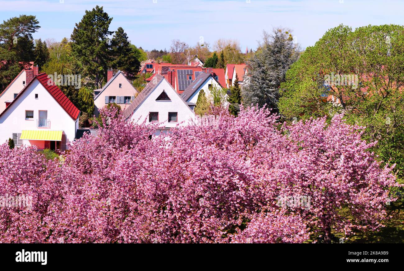 Banner, sakura around Fliegeberg hill in Liliental park, South Berlin ...