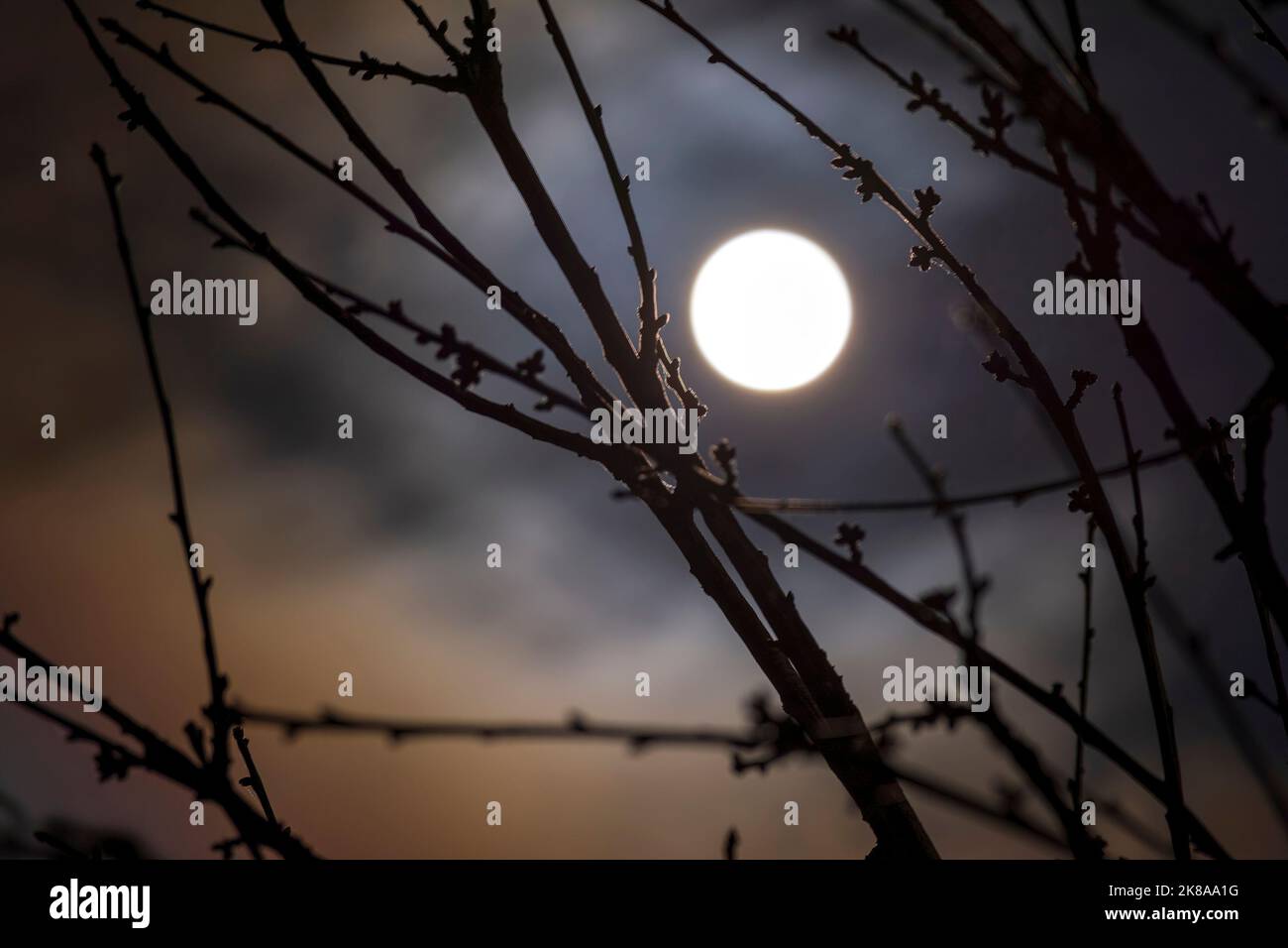 Full moon behind branches tree hi-res stock photography and images - Alamy