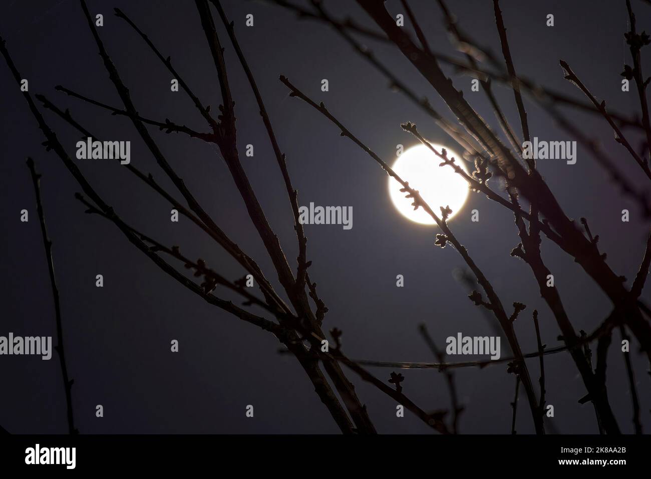 Bright full moon behind some tree branches. Greece Stock Photo - Alamy