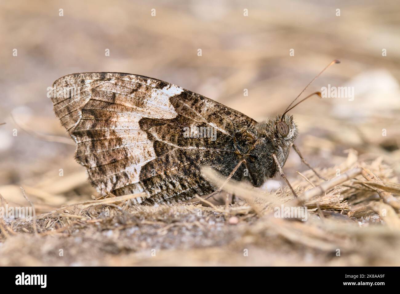 Macro Close-up Of A Grayling Butterfly, Hipparchia semele, At Rest On ...