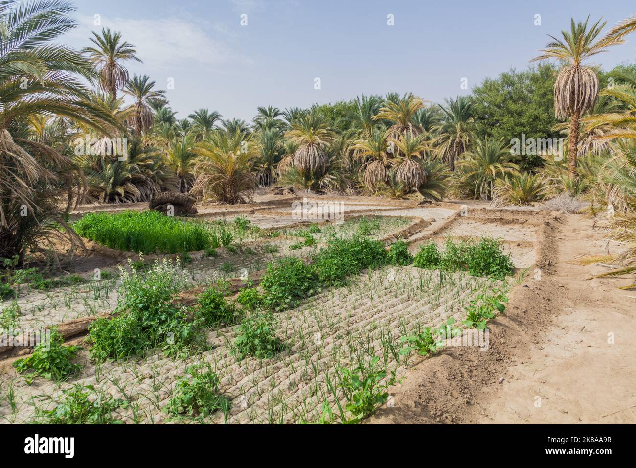 Palms and fields near Abri, Sudan Stock Photo - Alamy