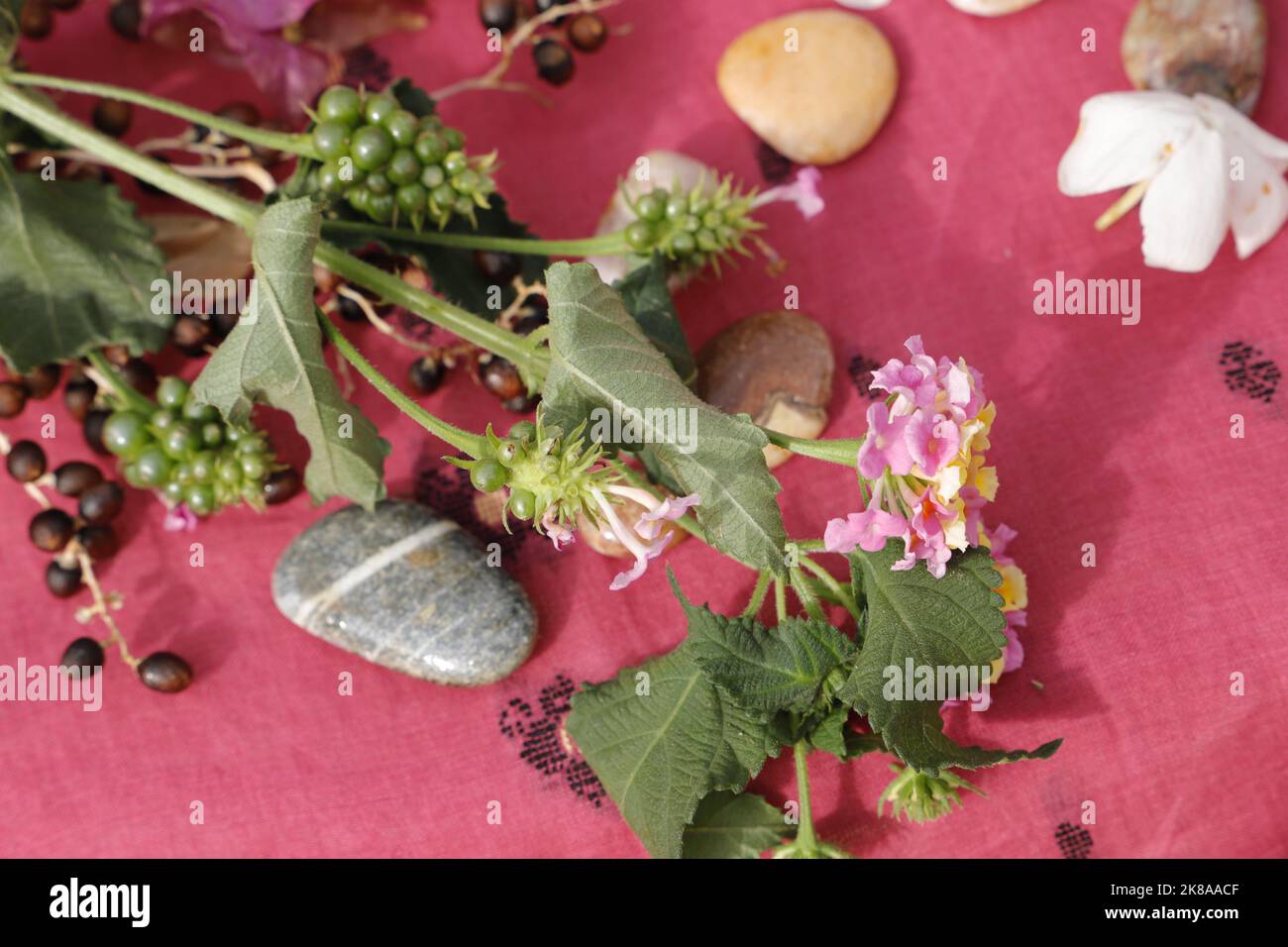 Gems and flowers for healing rituals Stock Photo - Alamy