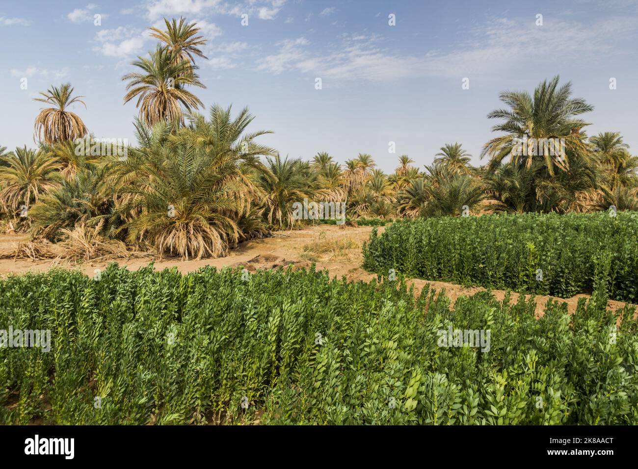 Palms and fields near Abri, Sudan Stock Photo - Alamy