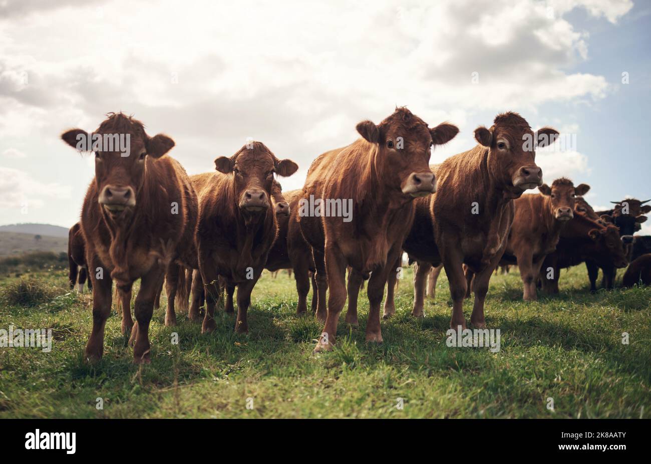 Keeping on mooooving until you get to the greener grass. a herd of cows ...