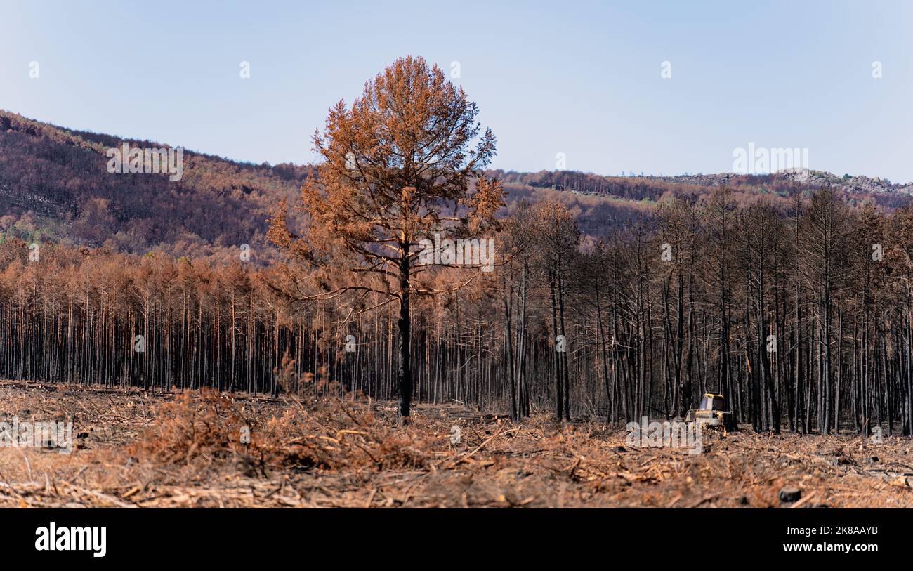 Burnt isolated tree with pine forest in the background Stock Photo - Alamy